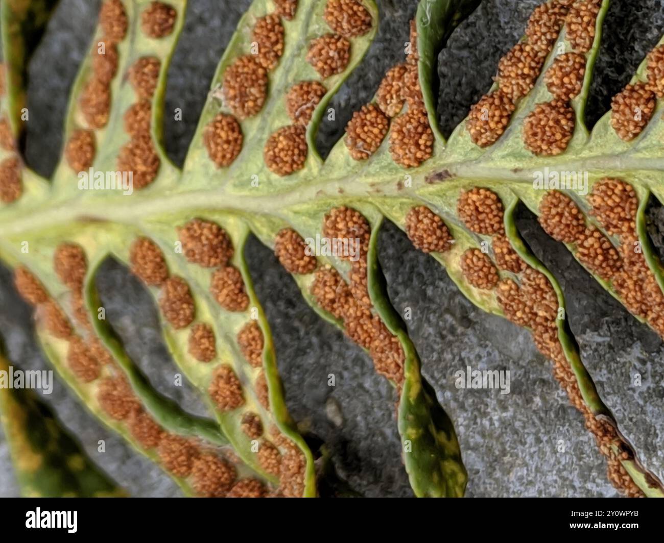 polypody ferns (Polypodium) Plantae Stock Photo - Alamy
