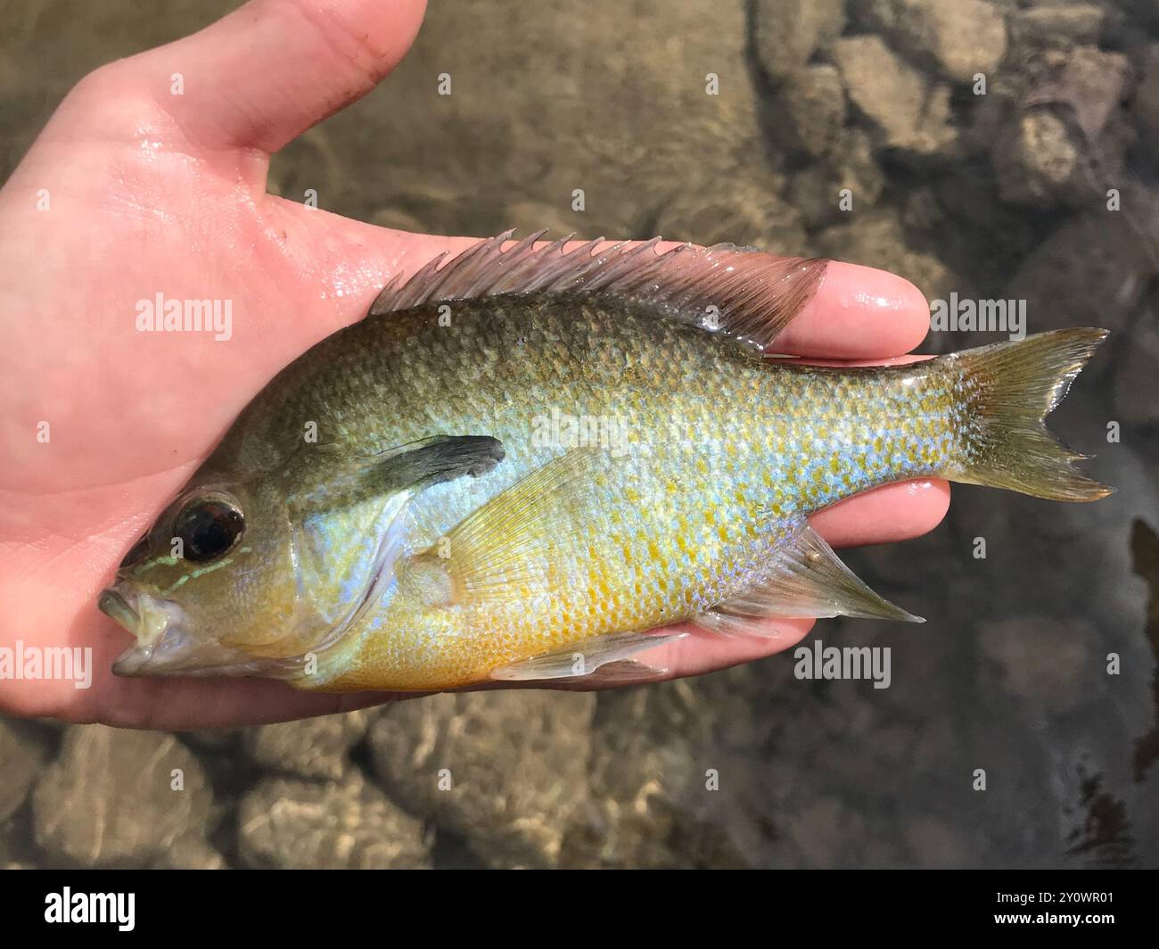 Redbreast Sunfish (Lepomis auritus) Actinopterygii Stock Photo - Alamy