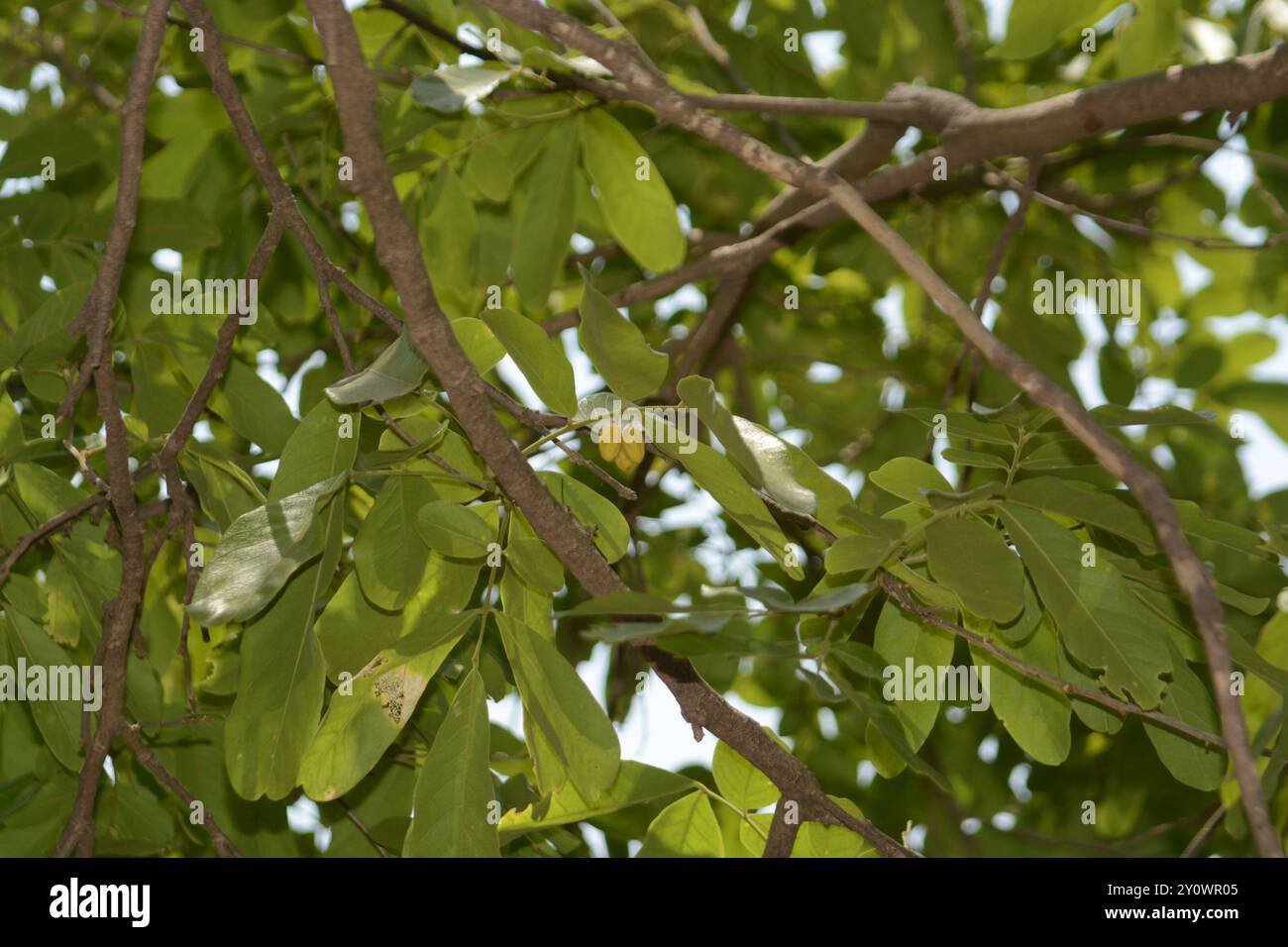 (Sapindus emarginatus) Plantae Stock Photo - Alamy