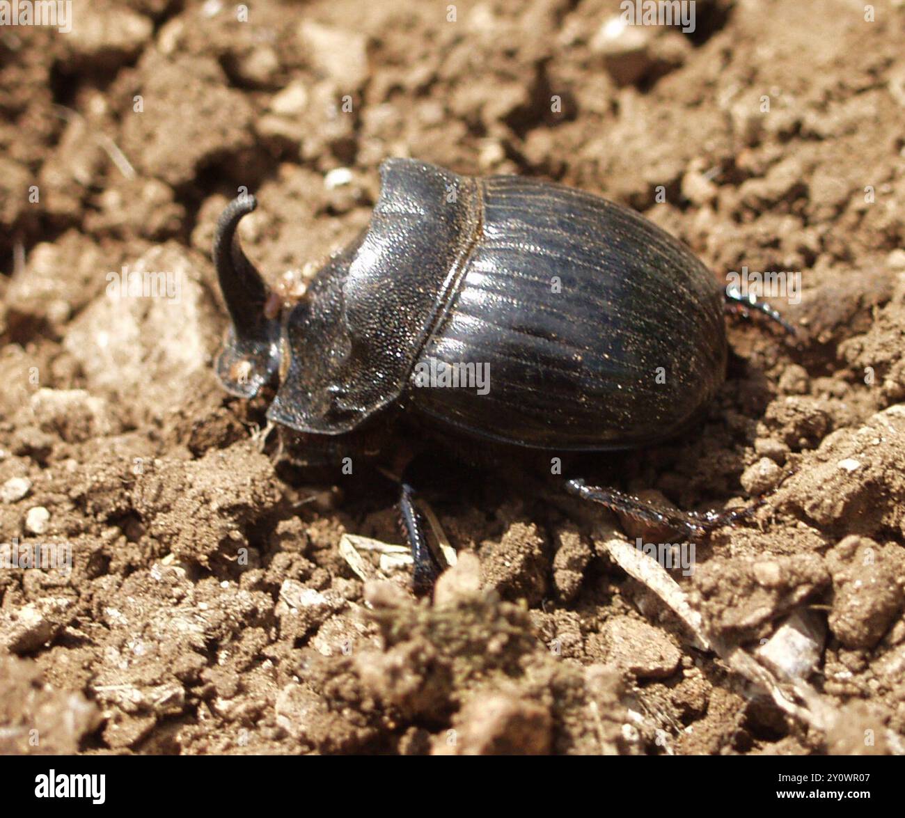 Spanish Dung Beetle (Copris hispanus) Insecta Stock Photo - Alamy