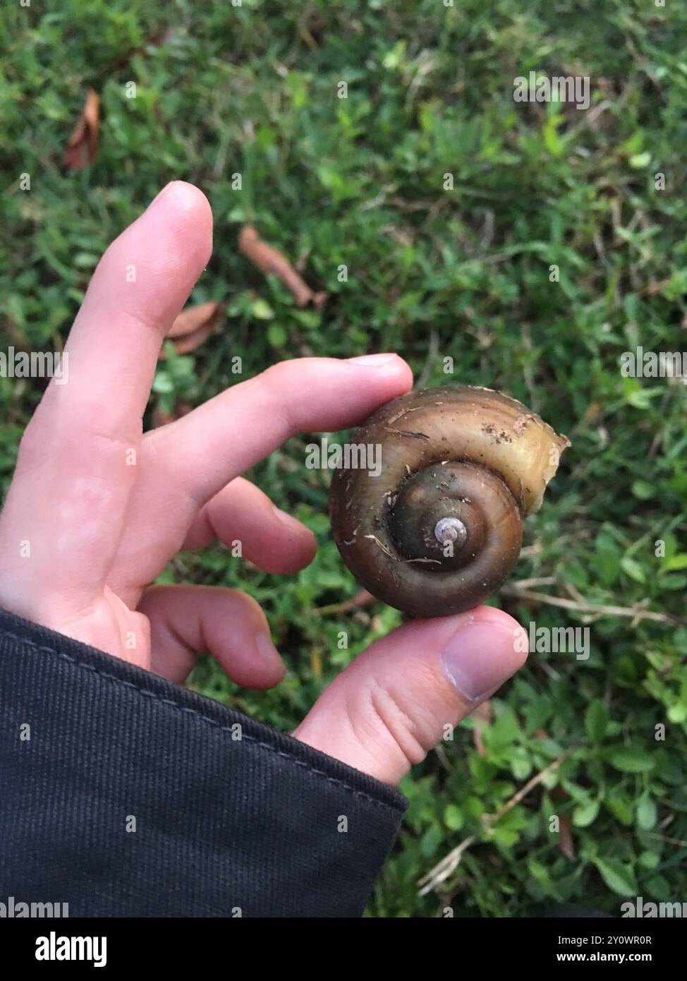 Island Apple Snail (Pomacea maculata) Mollusca Stock Photo - Alamy