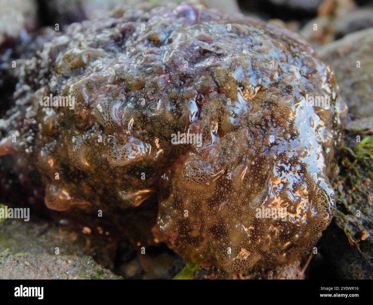 Sea Hares and Akera Snails (Aplysiida) Mollusca Stock Photo - Alamy