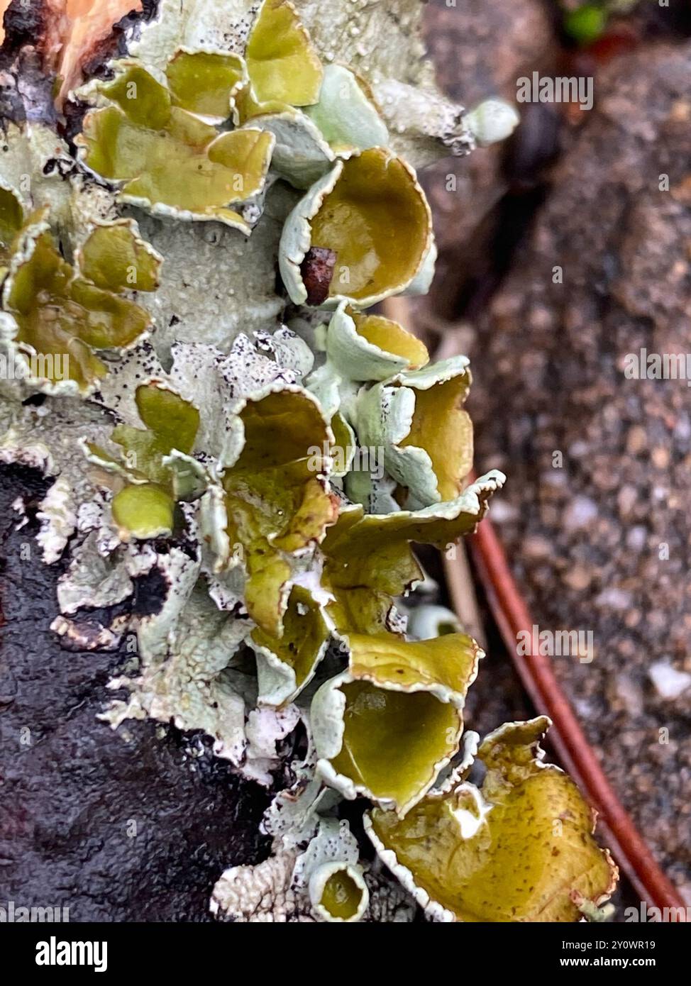 Ruffle Lichens (Parmotrema) Fungi Stock Photo - Alamy