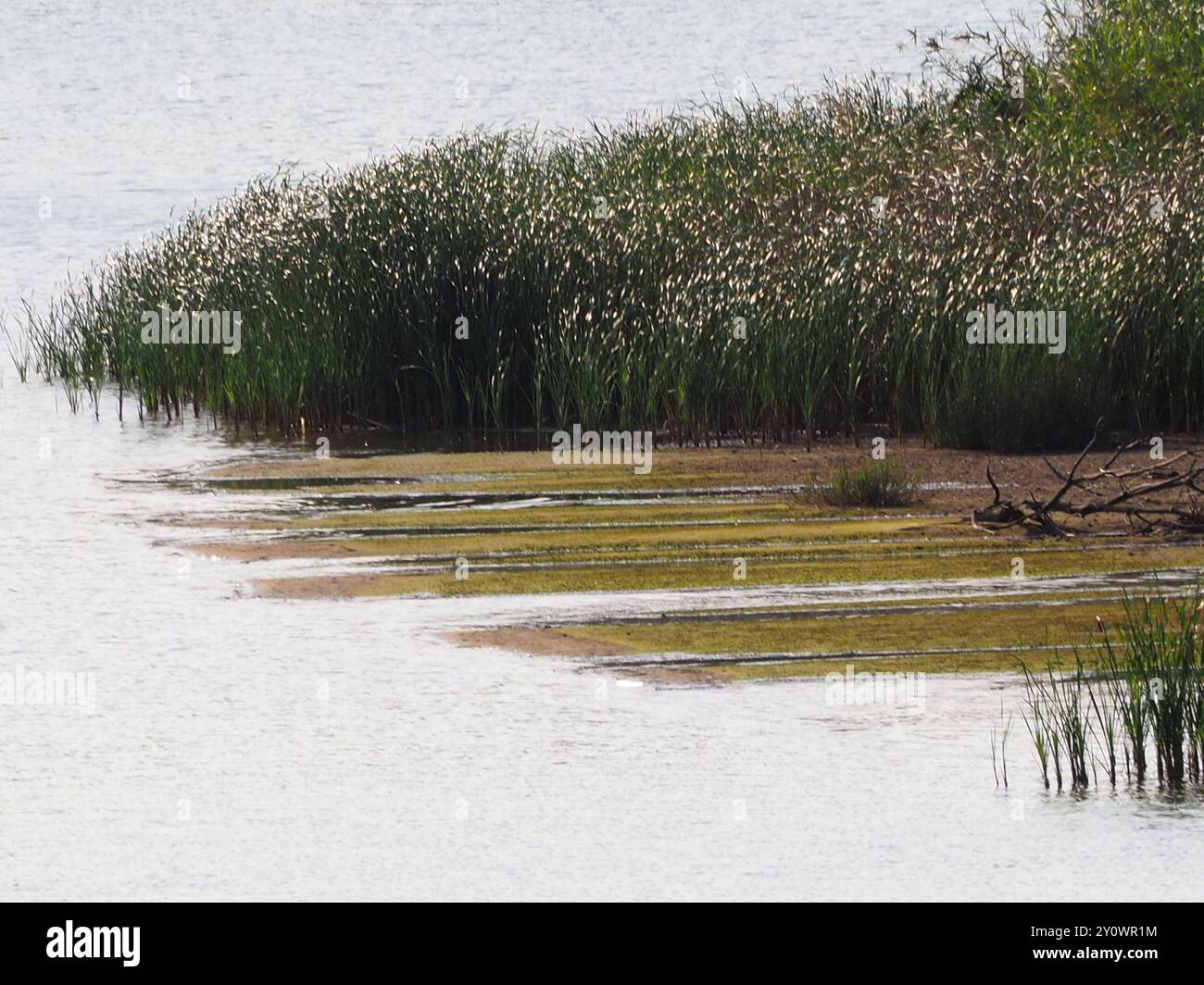 Short-leaved Malacea Galingale (Cyperus malaccensis monophyllus ...