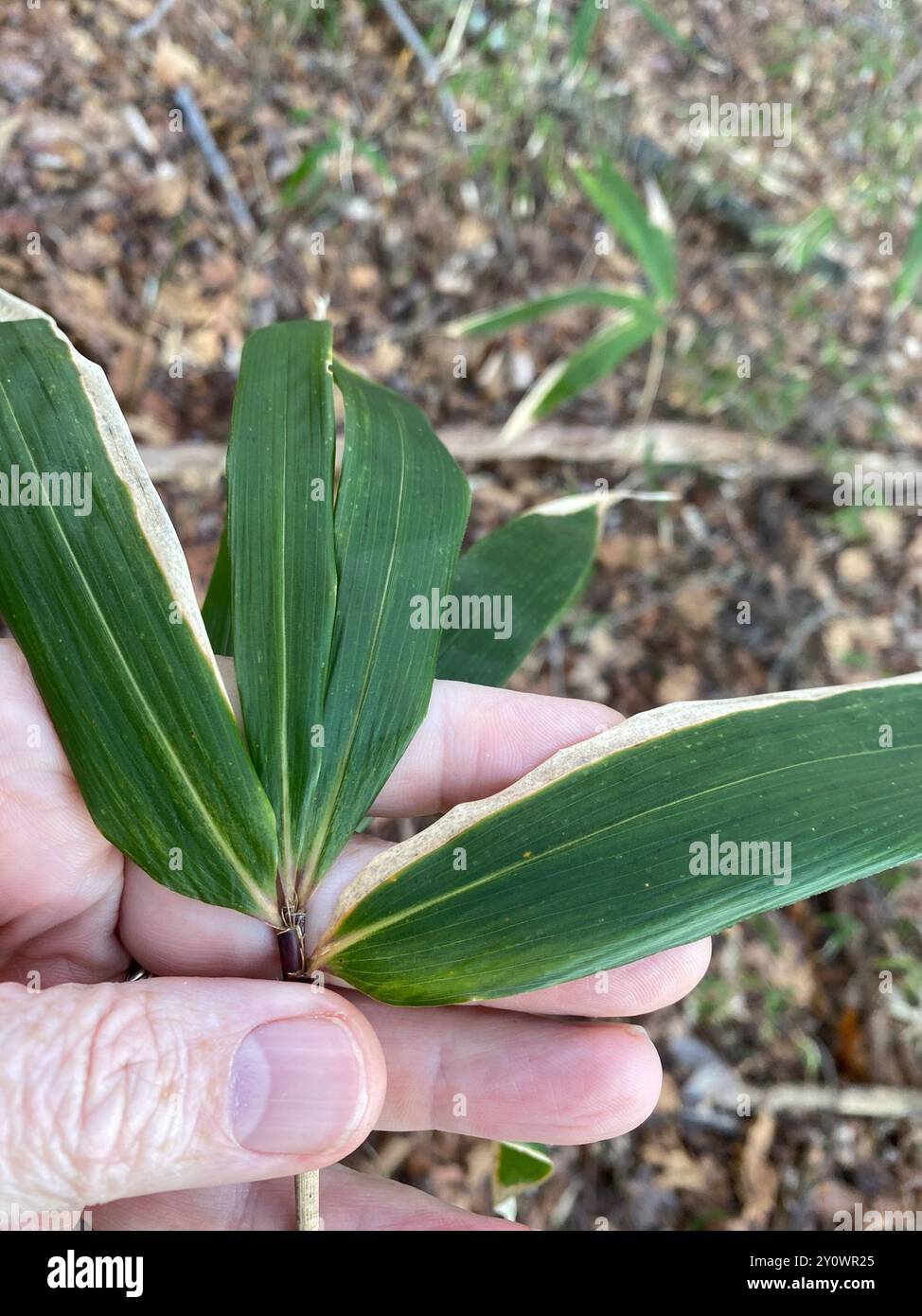 switch cane (Arundinaria tecta) Plantae Stock Photo - Alamy