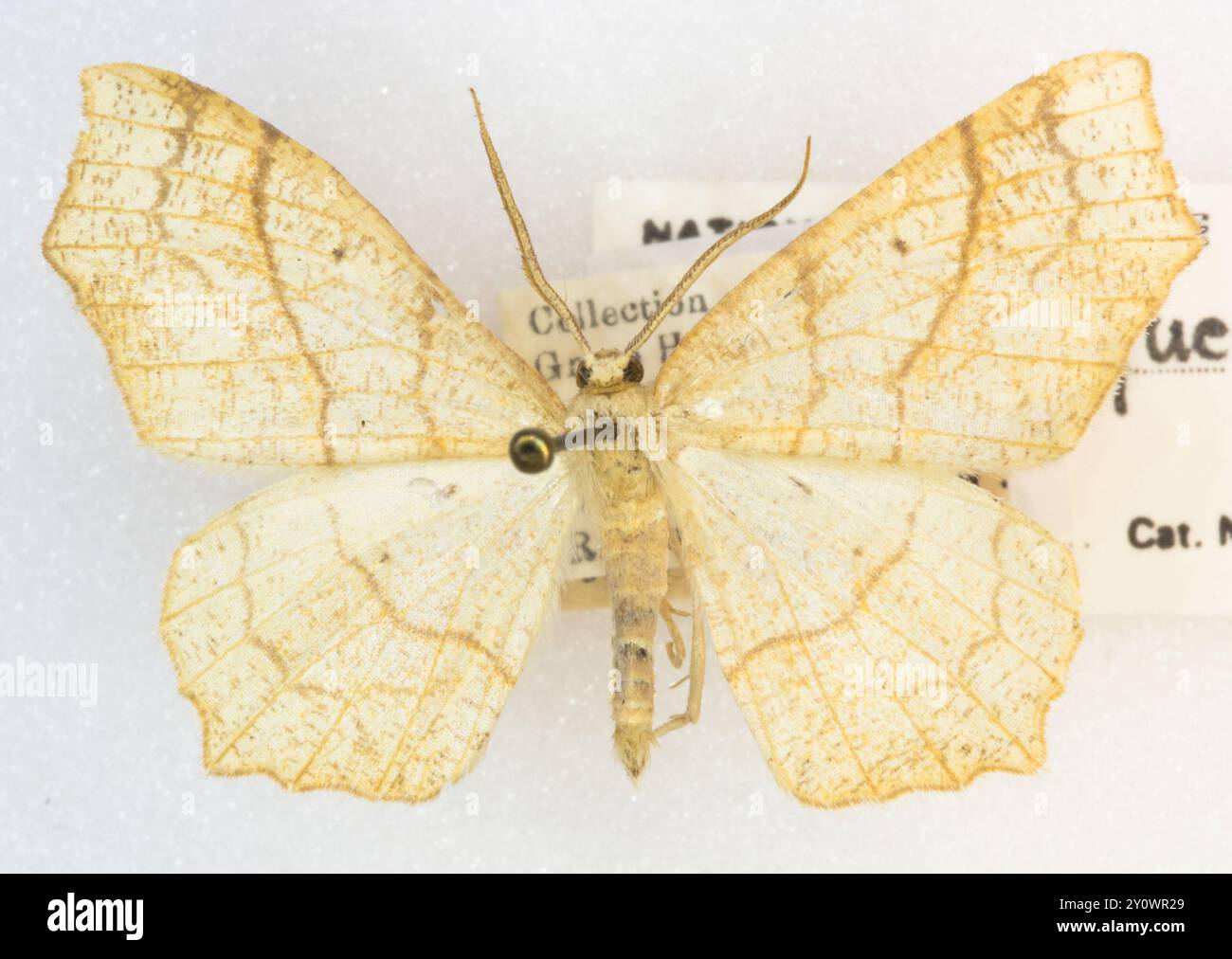 Oak Besma Moth (Besma quercivoraria) Insecta Stock Photo - Alamy