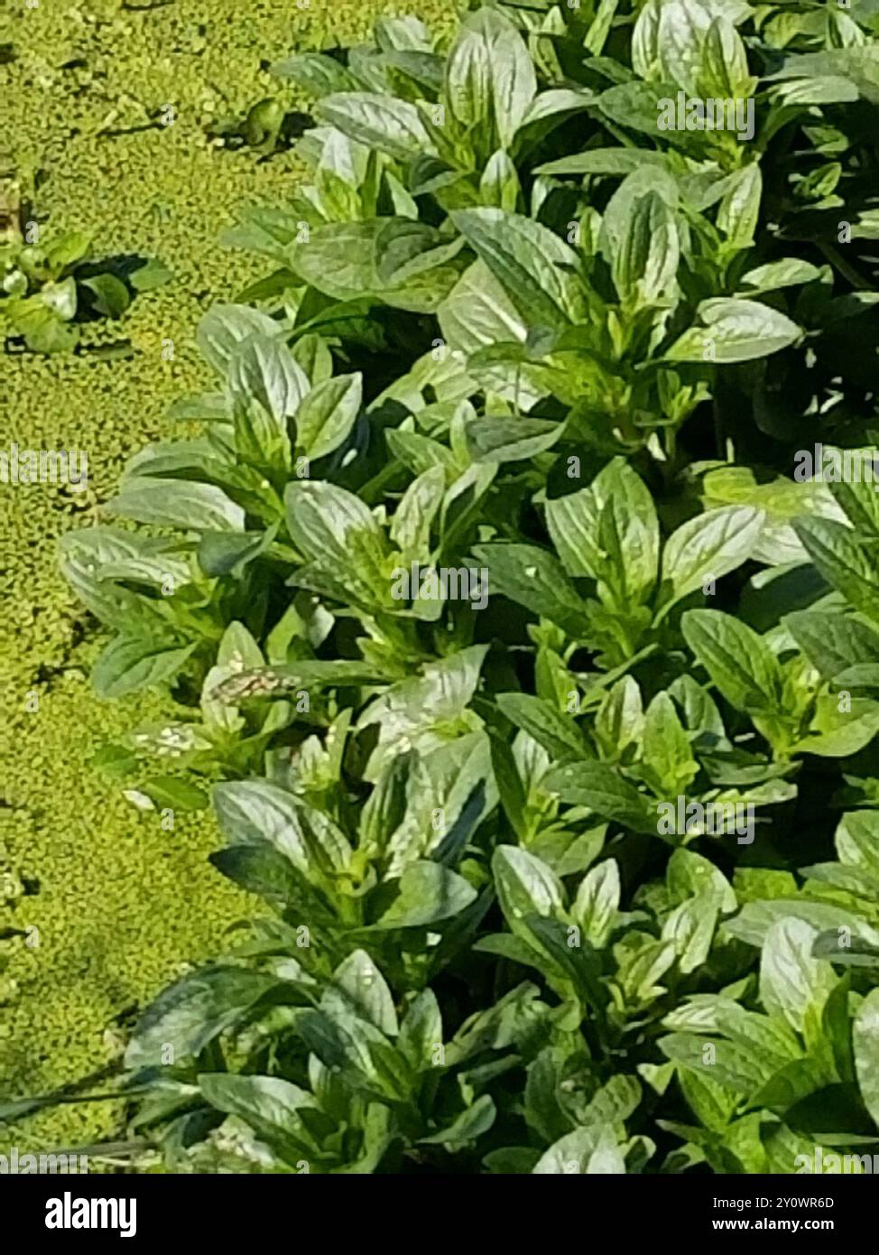 blue water-speedwell (Veronica anagallis-aquatica) Plantae Stock Photo ...