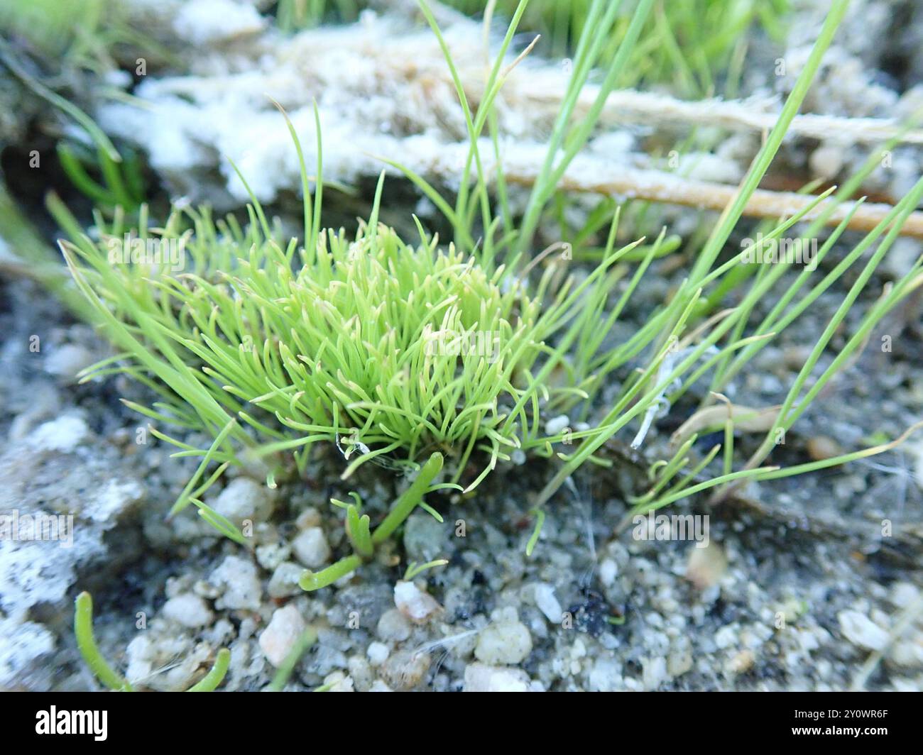 grasses (Poaceae) Plantae Stock Photo - Alamy