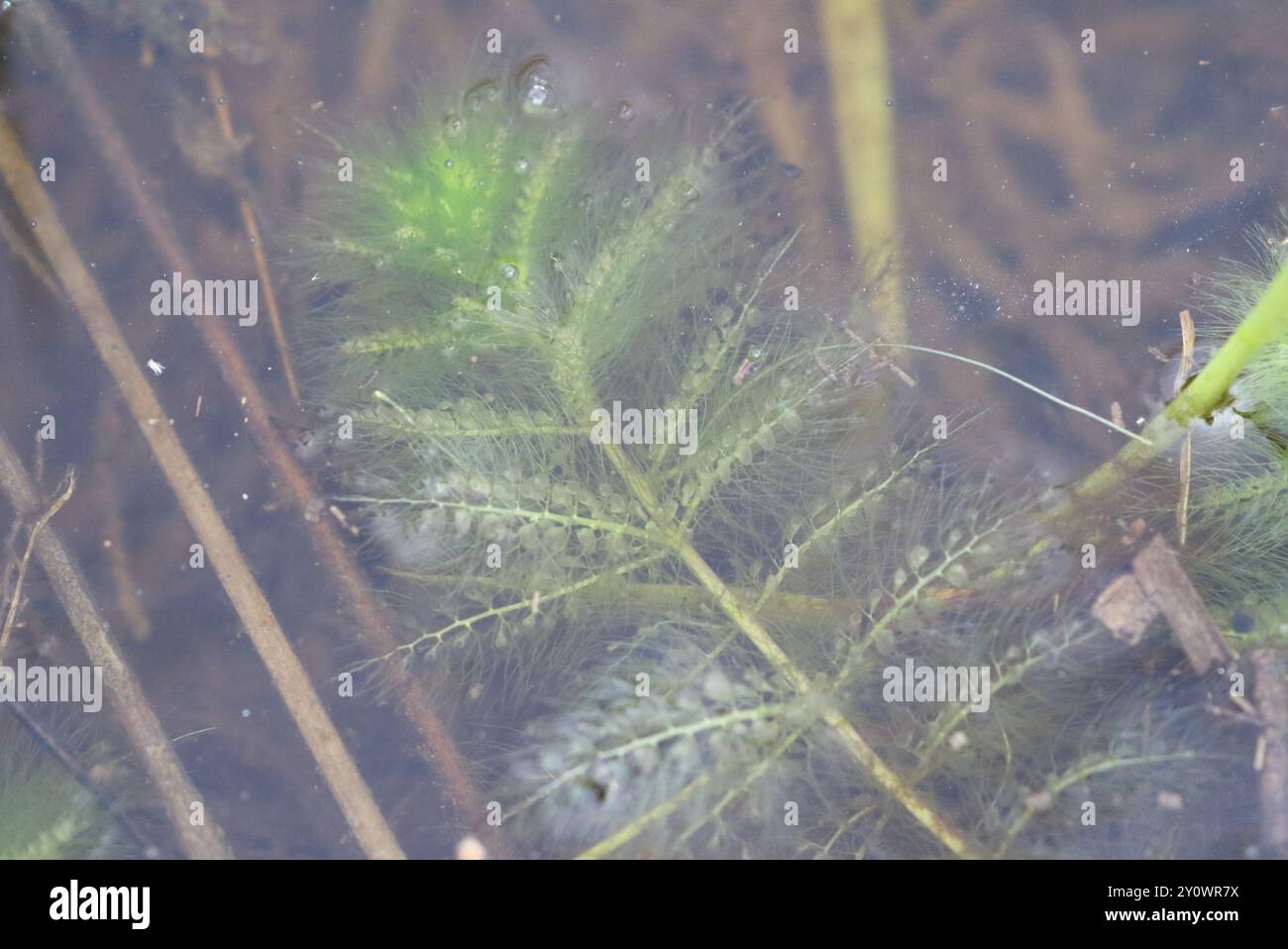 Golden Bladderwort (Utricularia aurea) Plantae Stock Photo - Alamy