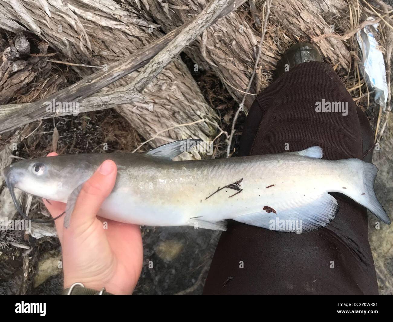 Channel Catfish (Ictalurus punctatus) Actinopterygii Stock Photo - Alamy