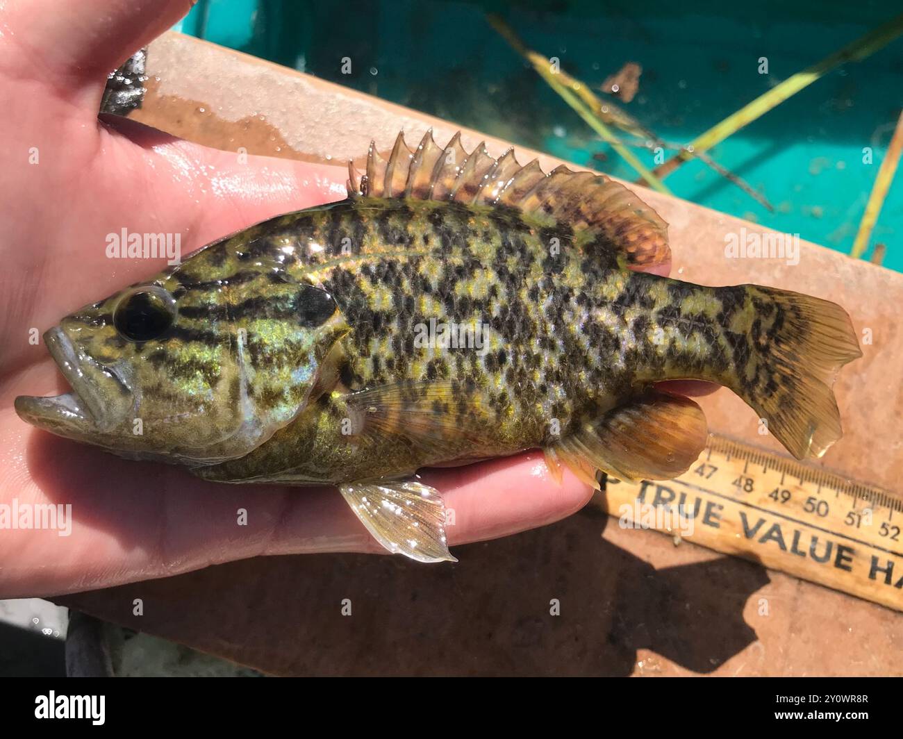 Warmouth (Lepomis gulosus) Actinopterygii Stock Photo - Alamy
