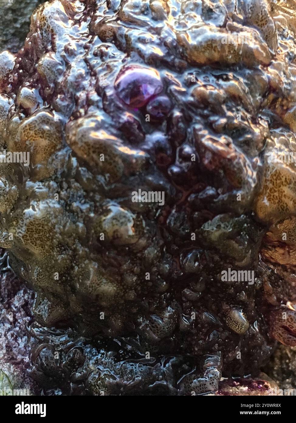Sea Hares and Akera Snails (Aplysiida) Mollusca Stock Photo - Alamy