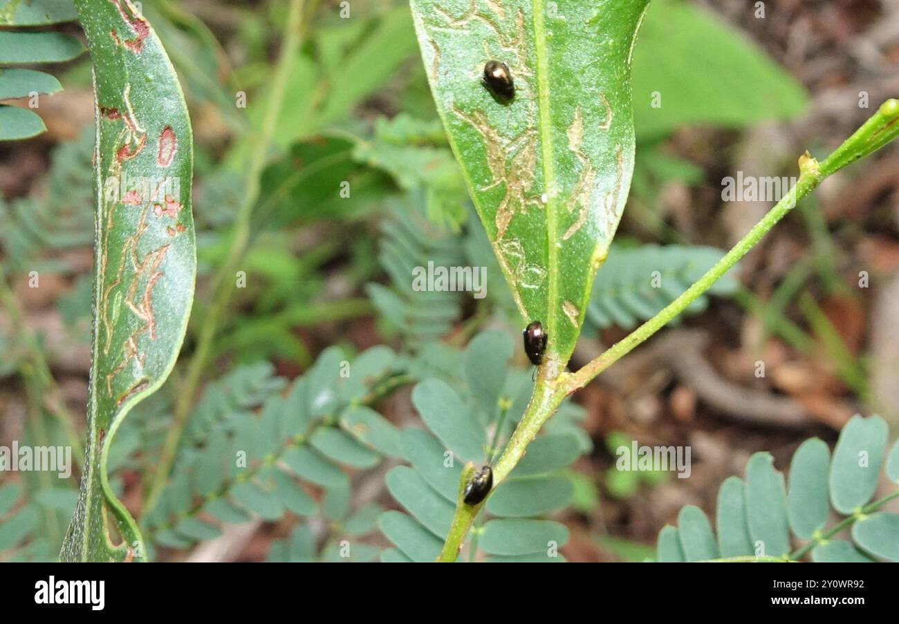 Flea Beetles (Alticini) Insecta Stock Photo - Alamy