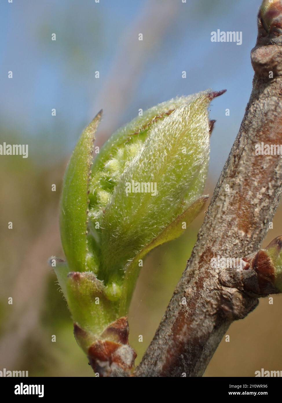 sapphire-berry (Symplocos paniculata) Plantae Stock Photo - Alamy