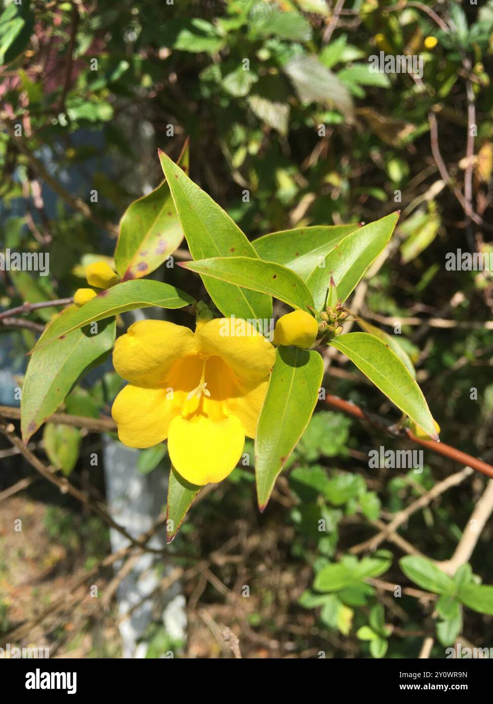 yellow jessamine (Gelsemium sempervirens) Plantae Stock Photo - Alamy