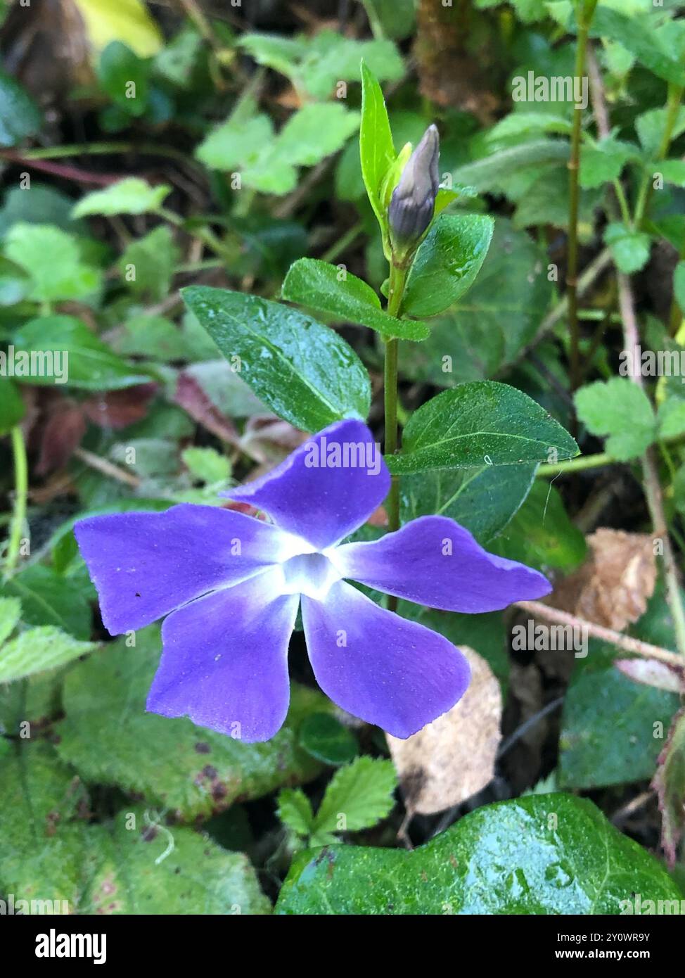 greater periwinkle (Vinca major) Plantae Stock Photo - Alamy