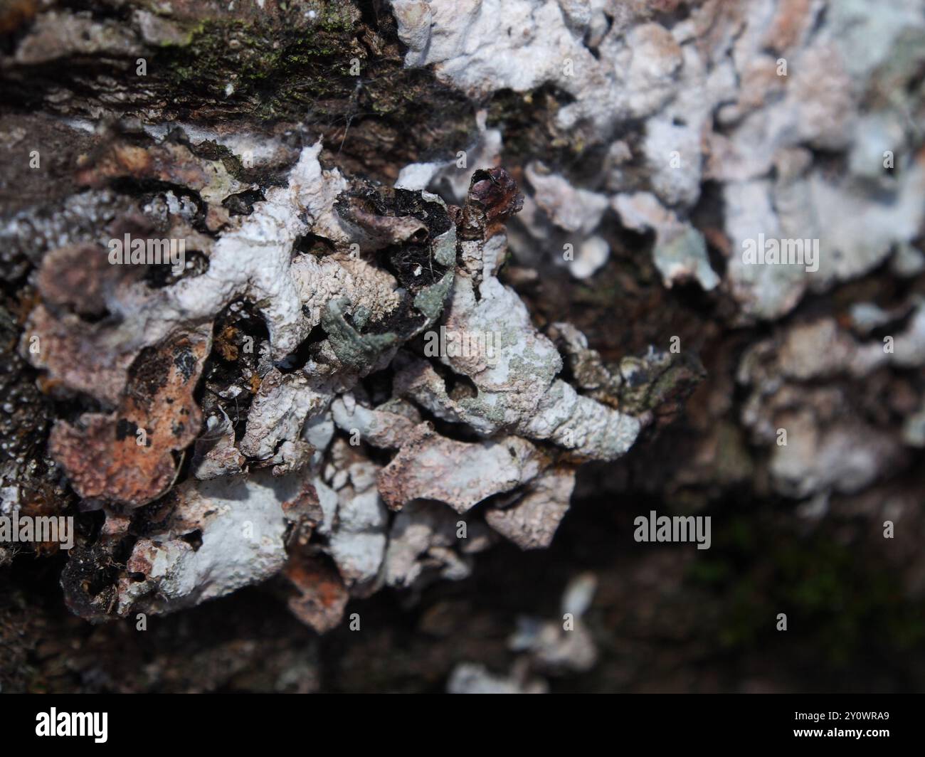 shield lichen (Parmelia sulcata) Fungi Stock Photo - Alamy