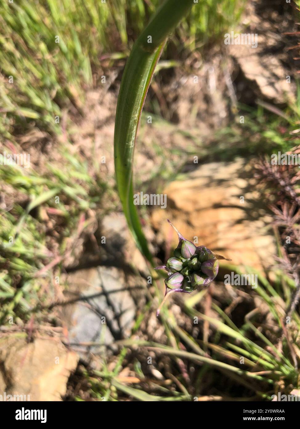 (Dipterostemon capitatus capitatus) Plantae Stock Photo - Alamy