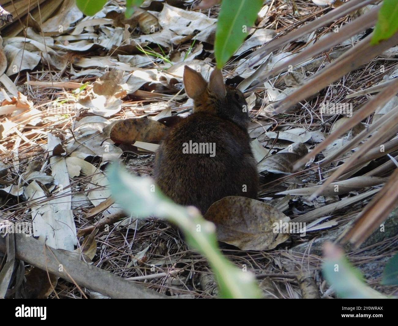 Marsh Rabbit (Sylvilagus palustris) Mammalia Stock Photo - Alamy