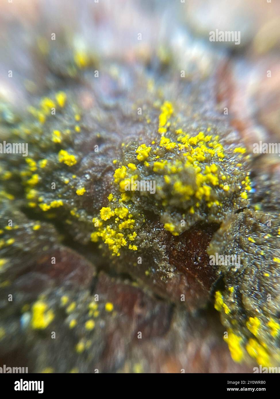 Powdery Goldspeck (Candelariella efflorescens) Fungi Stock Photo - Alamy