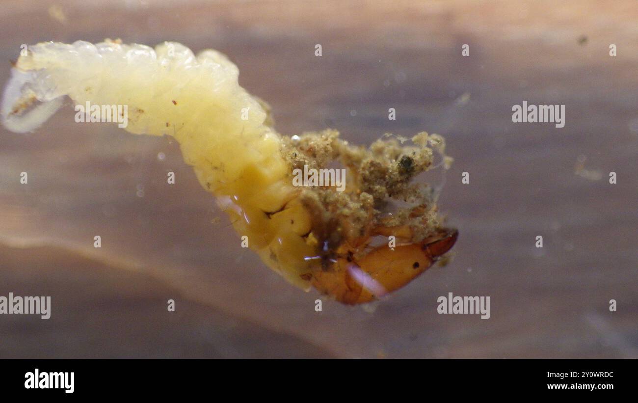 Little Black Caddisflies (Chimarra) Insecta Stock Photo - Alamy