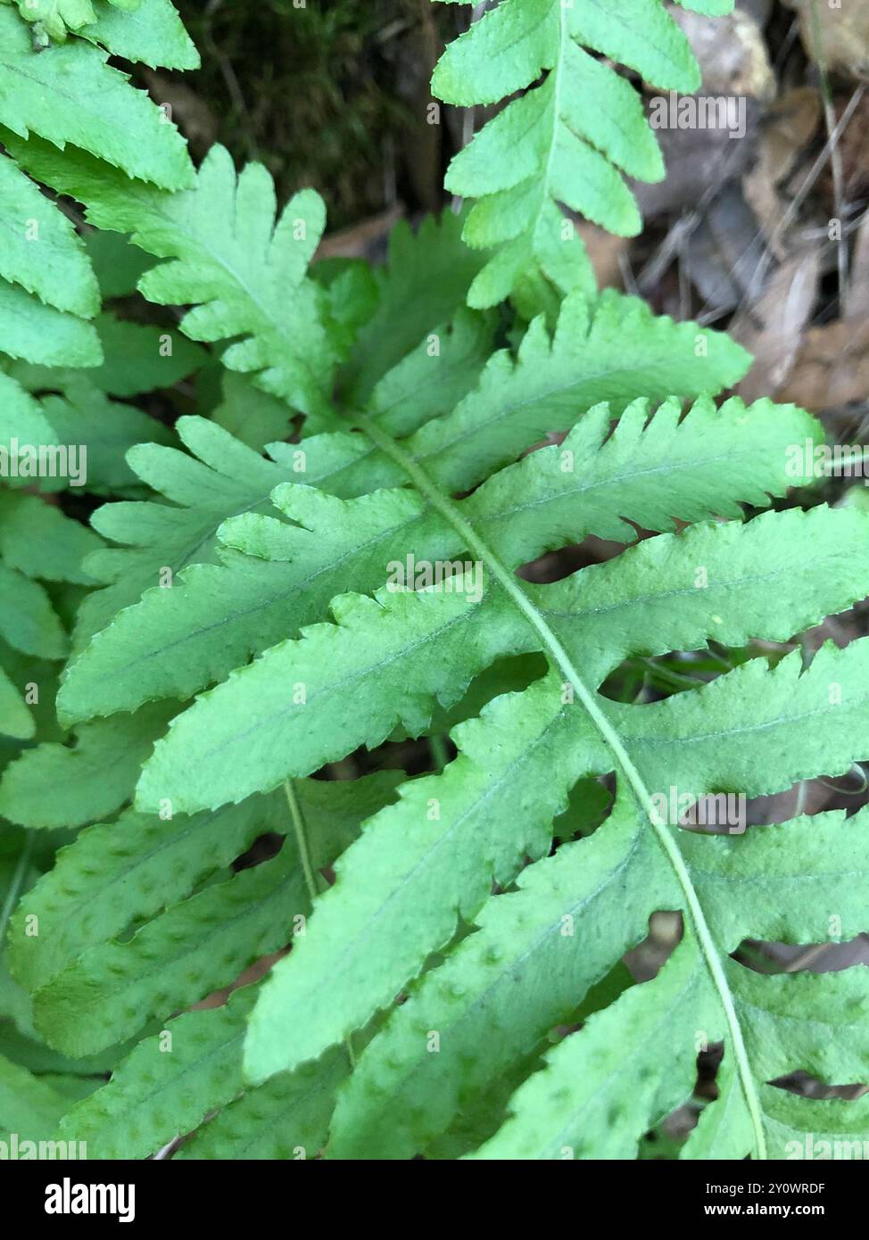 Nested Polypody (Polypodium calirhiza) Plantae Stock Photo - Alamy