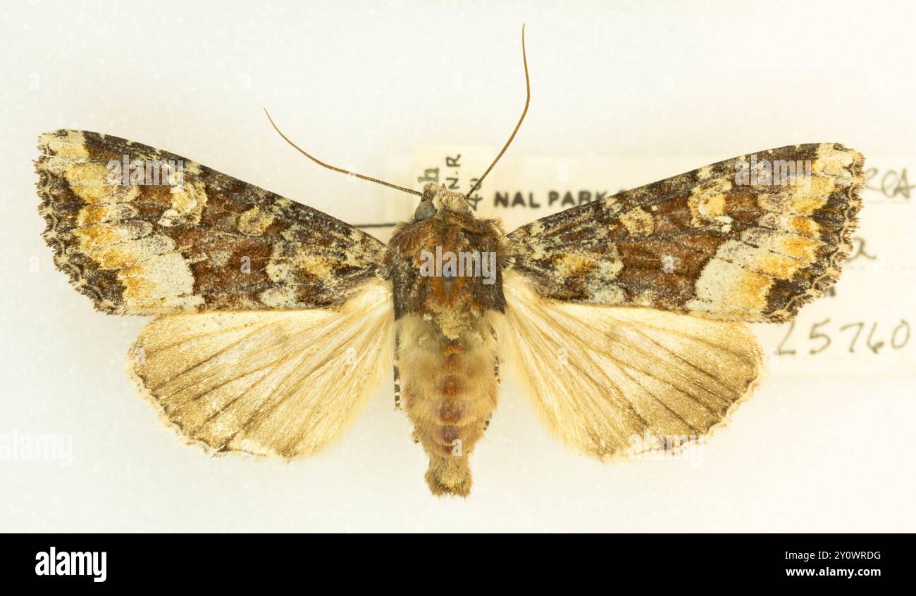 Yellow-headed Cutworm Moth (Apamea amputatrix) Insecta Stock Photo - Alamy