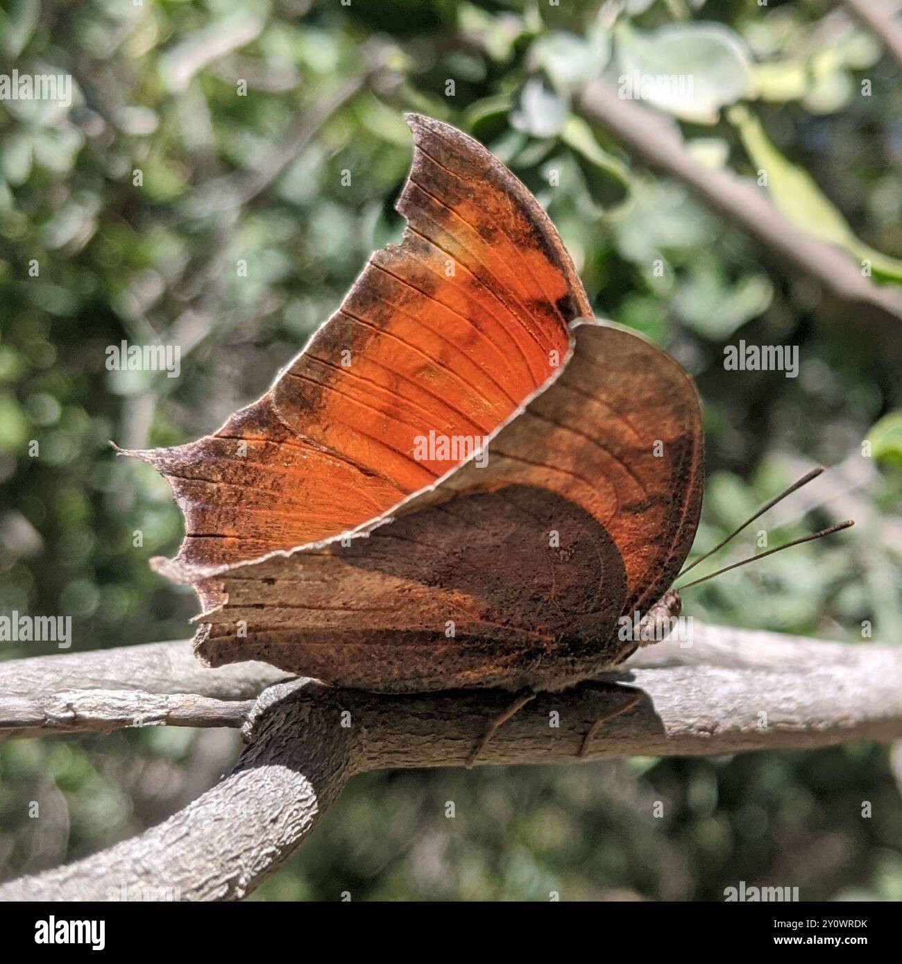 Tropical Leafwing (Anaea aidea) Insecta Stock Photo - Alamy