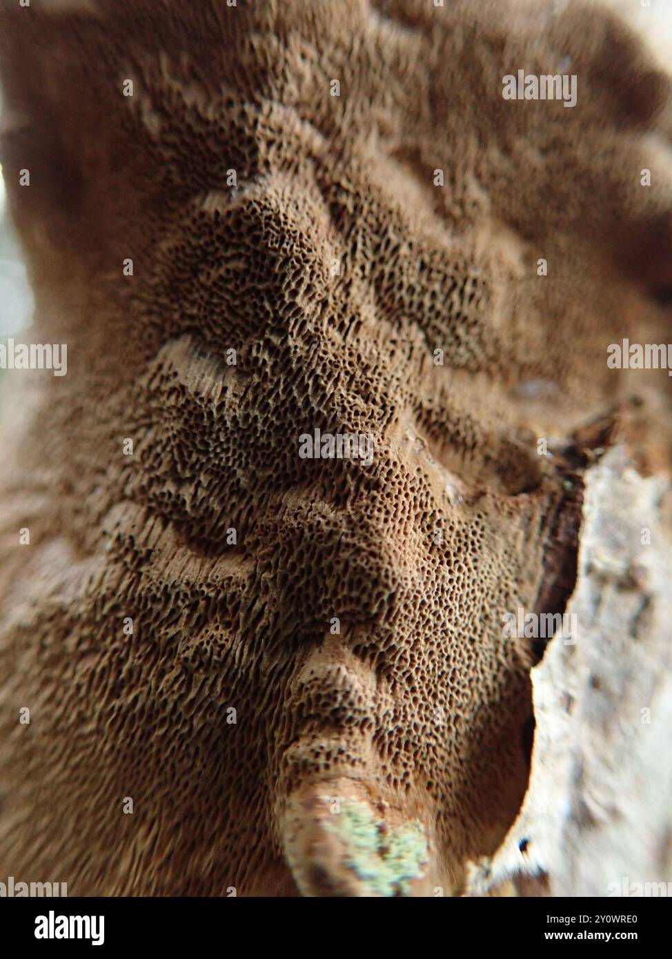 Basidiomycete Fungi (Basidiomycota) Fungi Stock Photo - Alamy