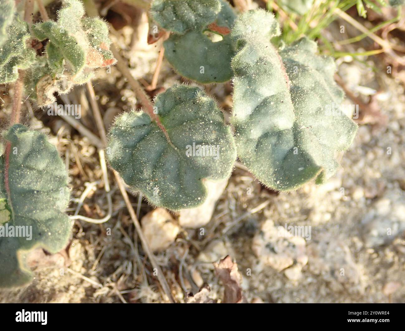 Desert Trumpet (Eriogonum inflatum) Plantae Stock Photo - Alamy