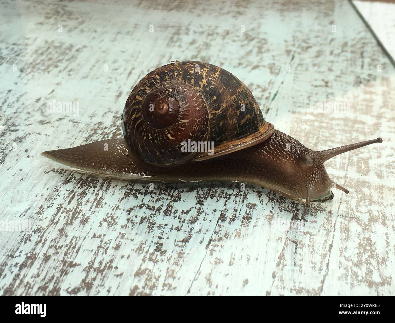 Garden Snail (Cornu aspersum) Mollusca Stock Photo - Alamy