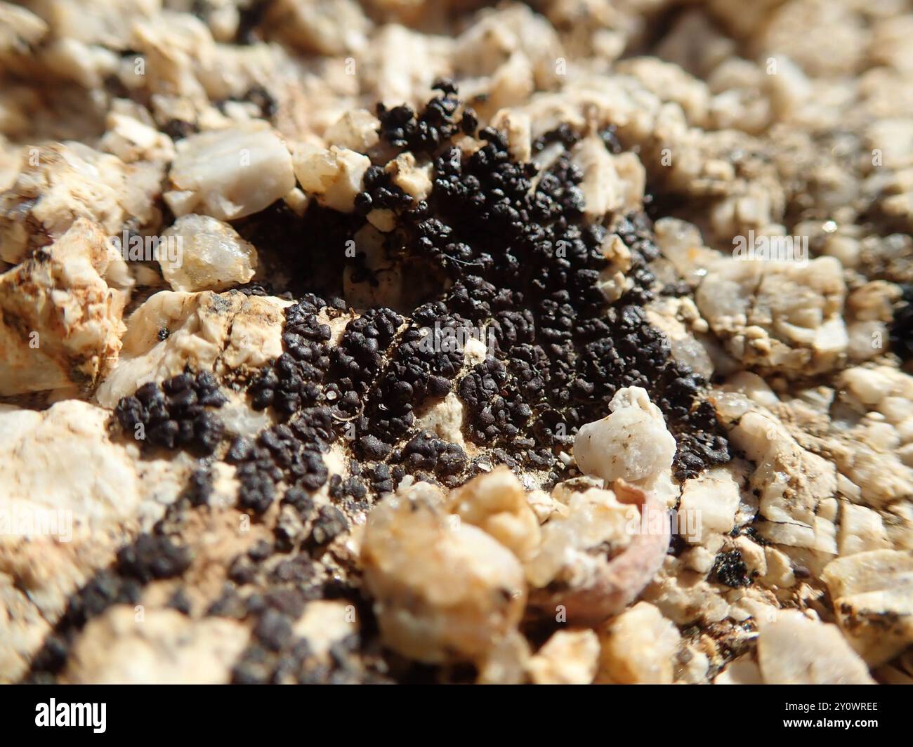 Tile Lichens (Lecidea) Fungi Stock Photo - Alamy
