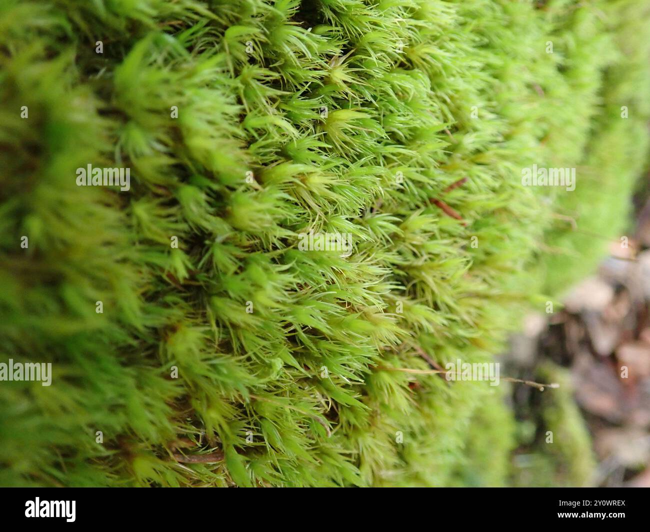 Howell's Dicranum Moss (Dicranum howellii) Plantae Stock Photo - Alamy