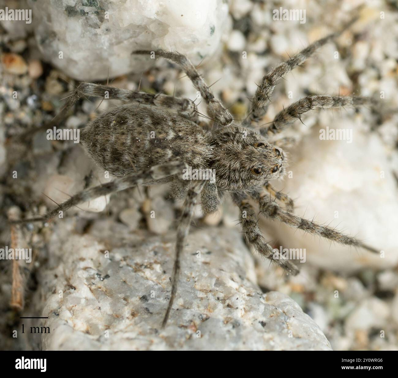 Thin-legged Wolf Spiders (Pardosa) Arachnida Stock Photo - Alamy