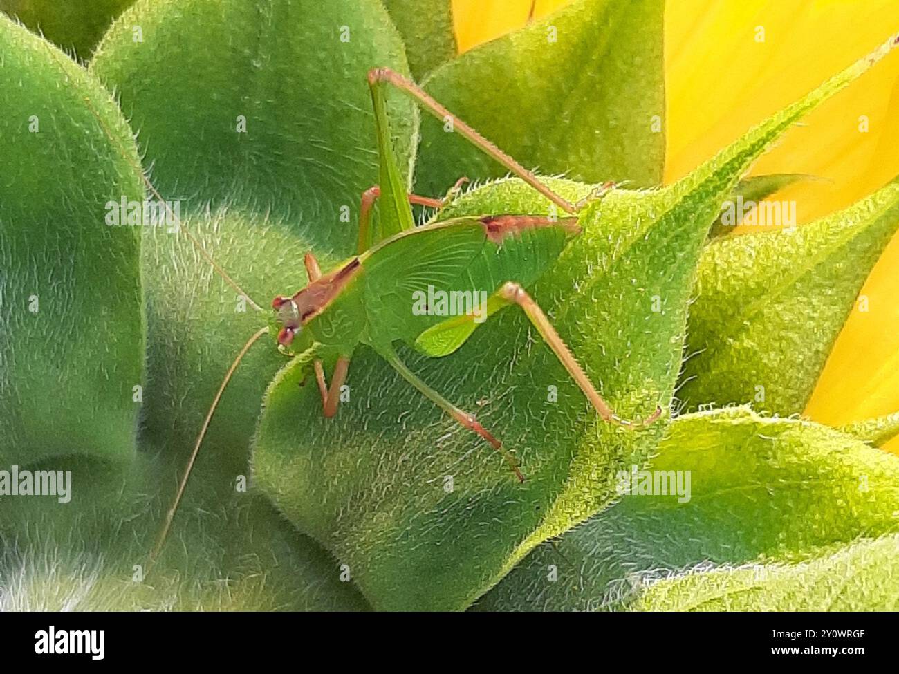 Australian Common Garden Katydid (Caedicia simplex) Insecta Stock Photo ...