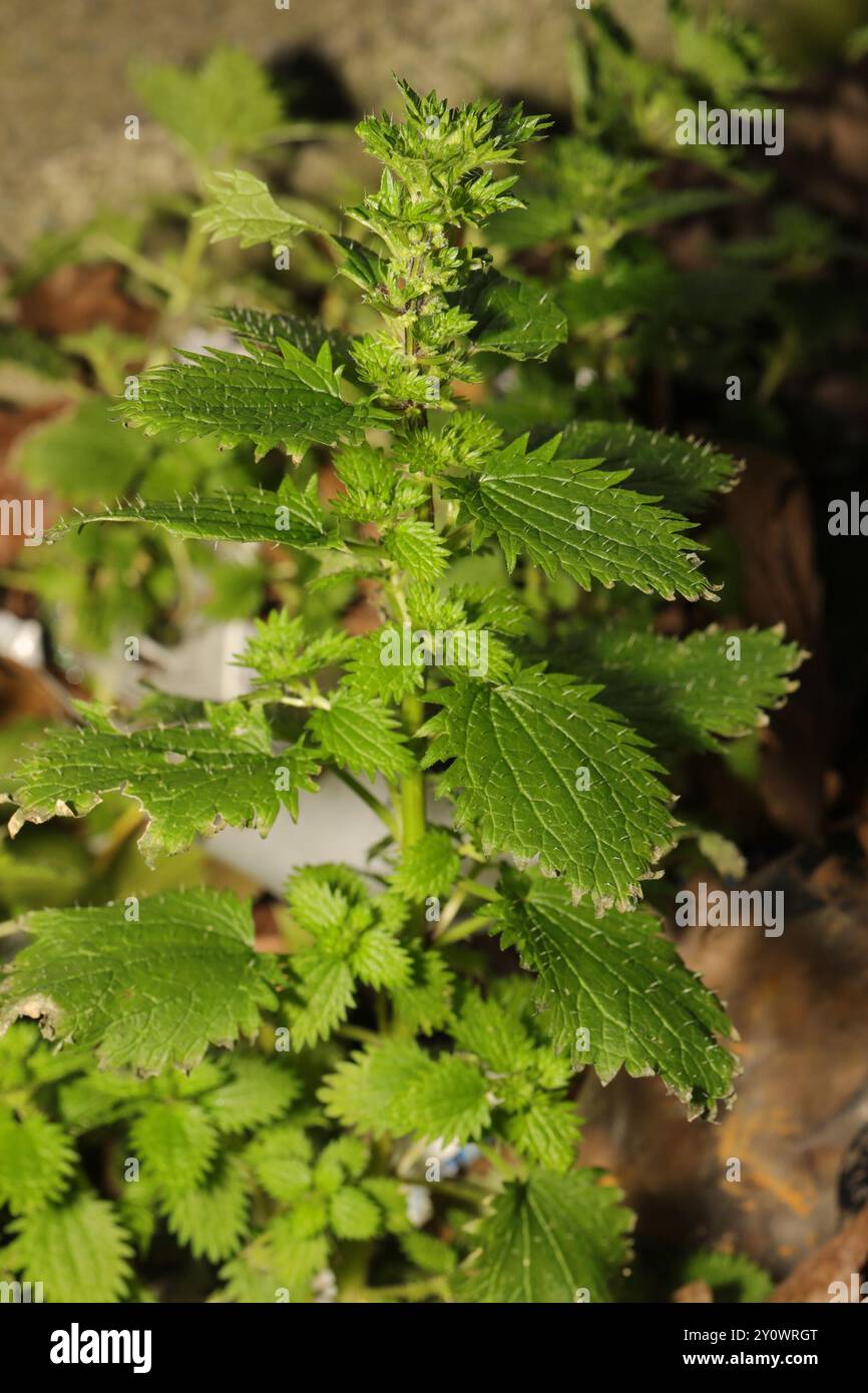Dwarf Nettle (Urtica urens) Plantae Stock Photo - Alamy