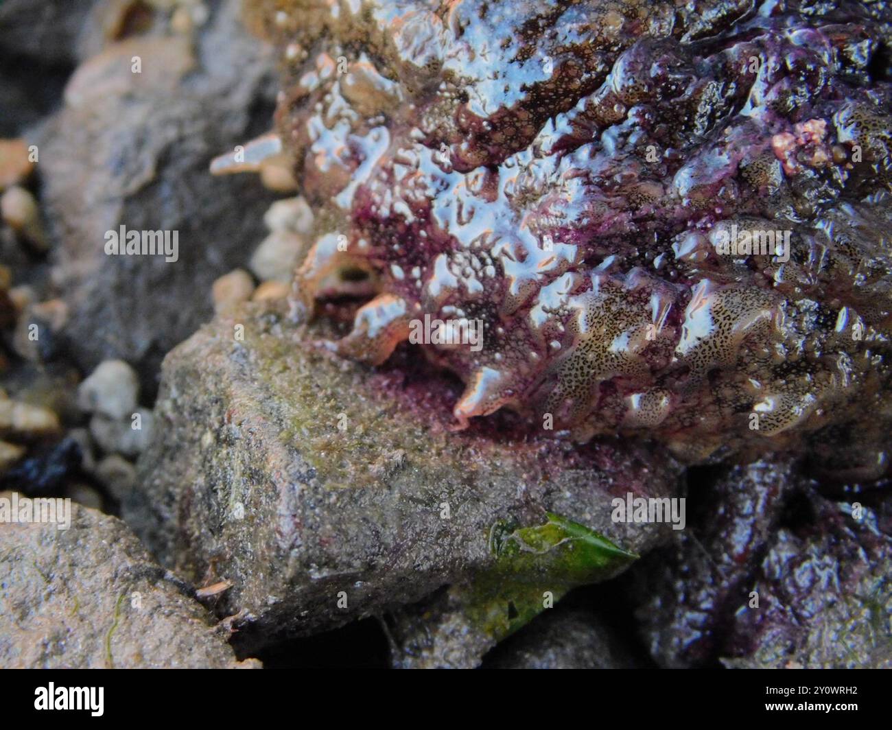 Sea Hares and Akera Snails (Aplysiida) Mollusca Stock Photo - Alamy
