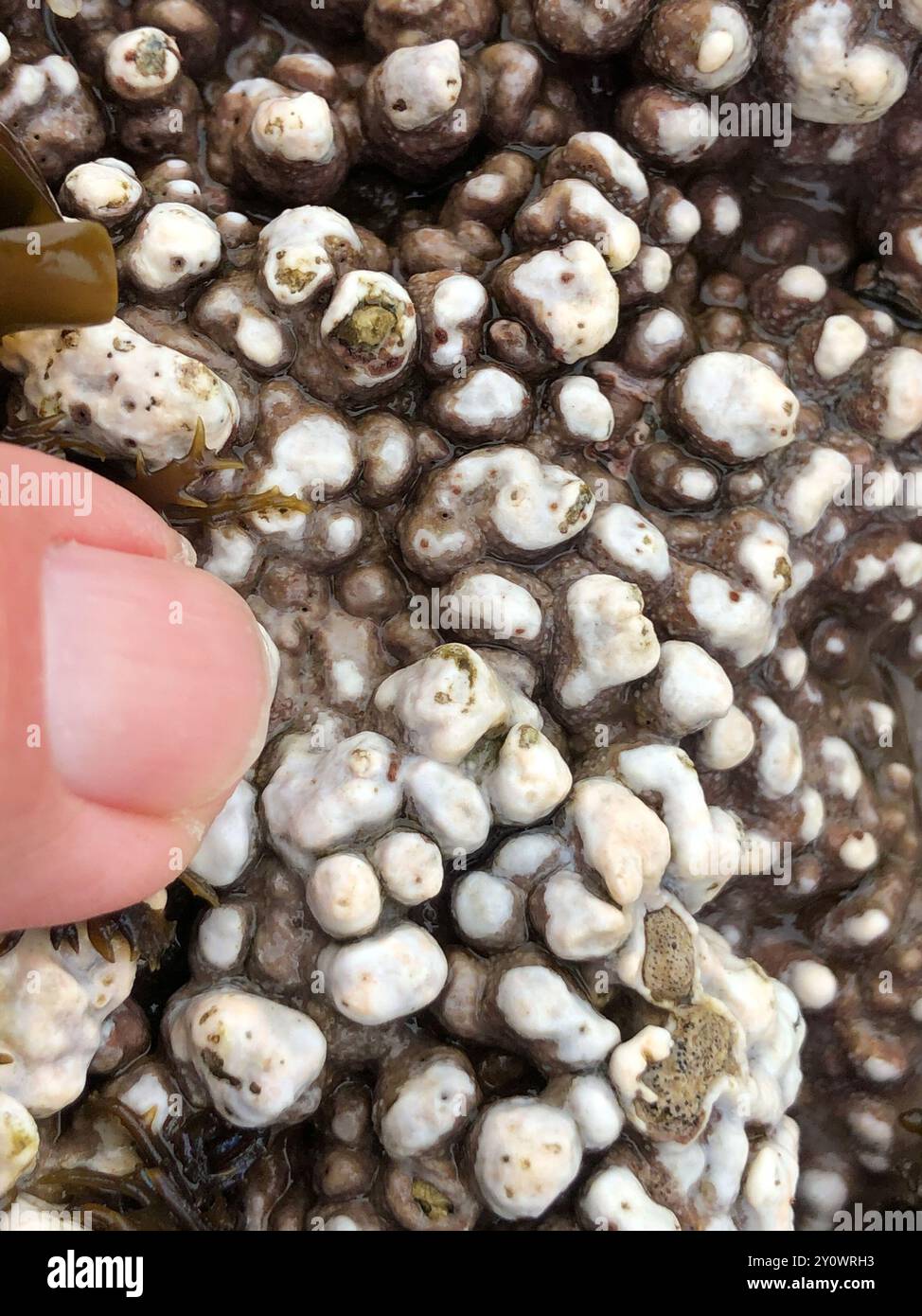 Crustose coralline algae (Lithothamnion) Plantae Stock Photo - Alamy