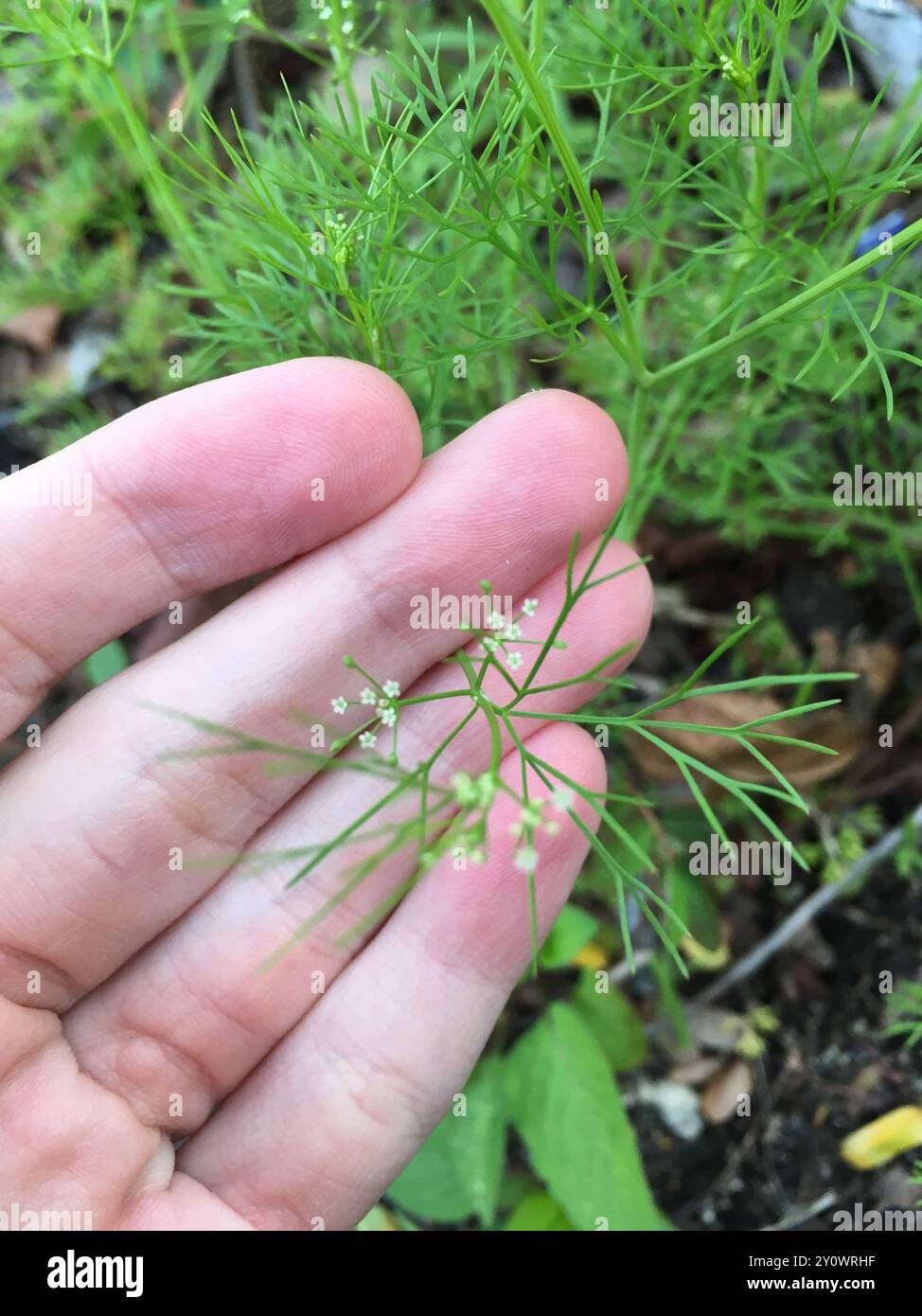 Marsh parsley (Cyclospermum leptophyllum) Plantae Stock Photo - Alamy