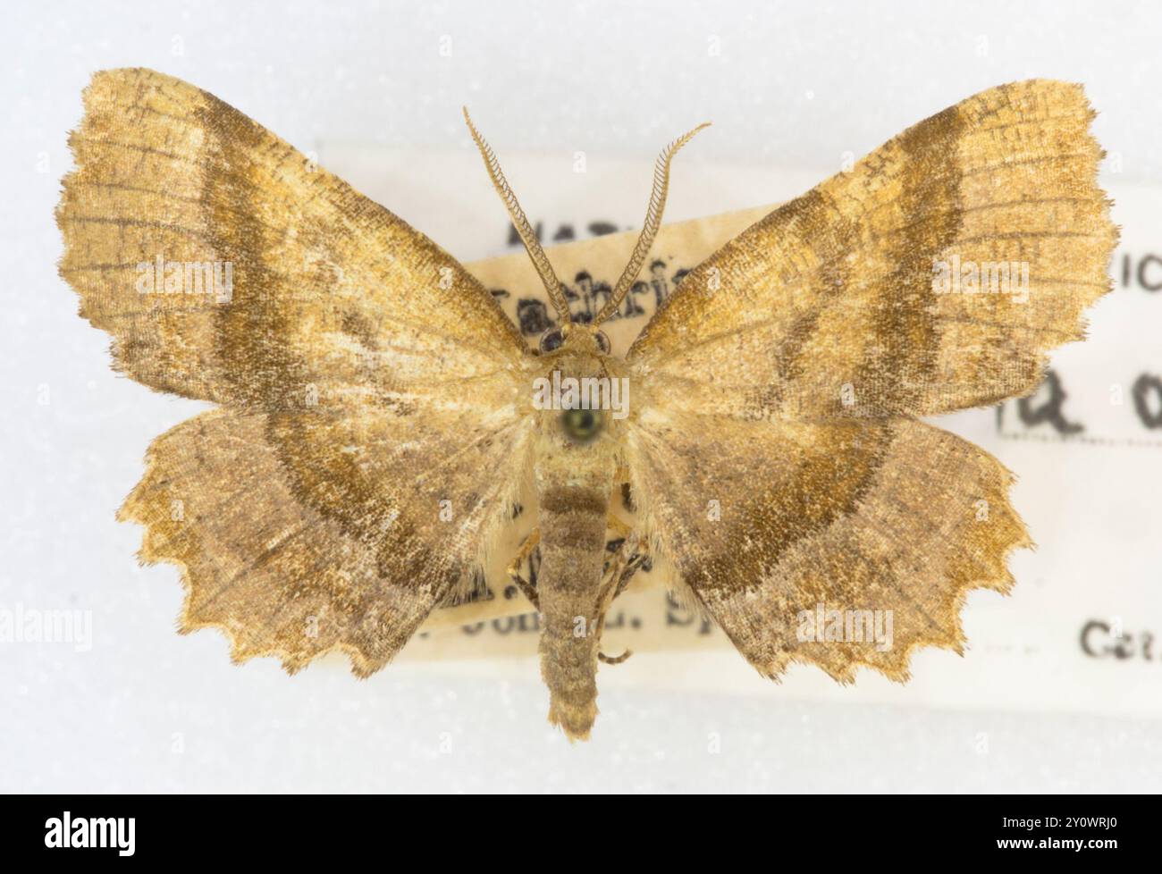 Scallop Moth (Cepphis armataria) Insecta Stock Photo - Alamy