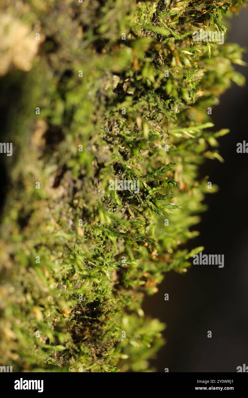 Lateral Cryphaea (Cryphaea heteromalla) Plantae Stock Photo - Alamy