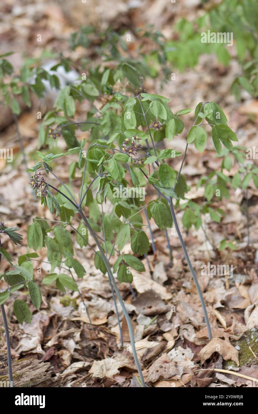 early blue cohosh (Caulophyllum giganteum) Plantae Stock Photo - Alamy