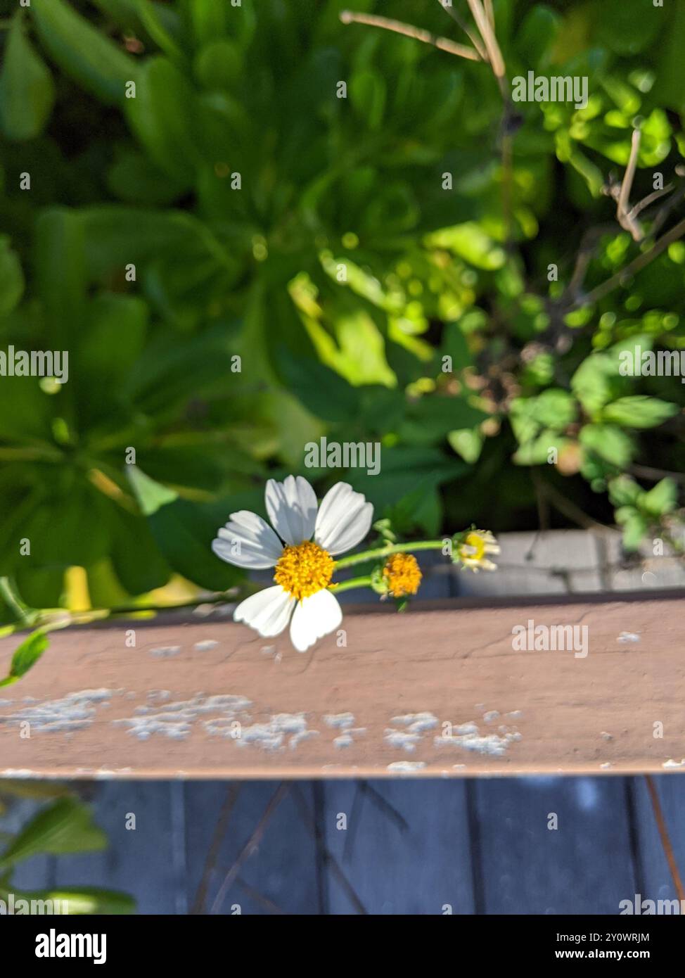 White beggarticks (Bidens alba) Plantae Stock Photo - Alamy