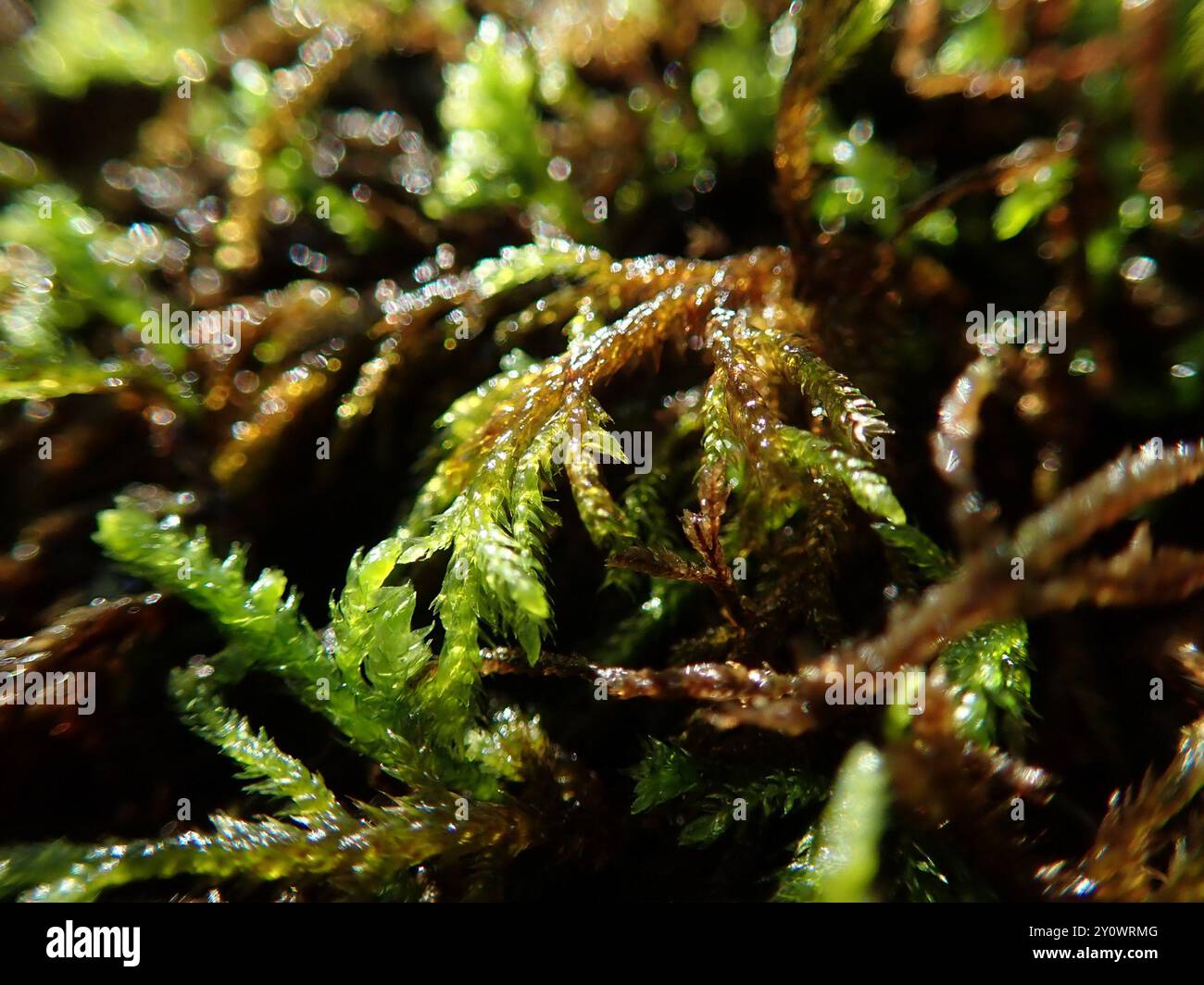 Cat's Tail Moss (Pseudisothecium stoloniferum) Plantae Stock Photo - Alamy