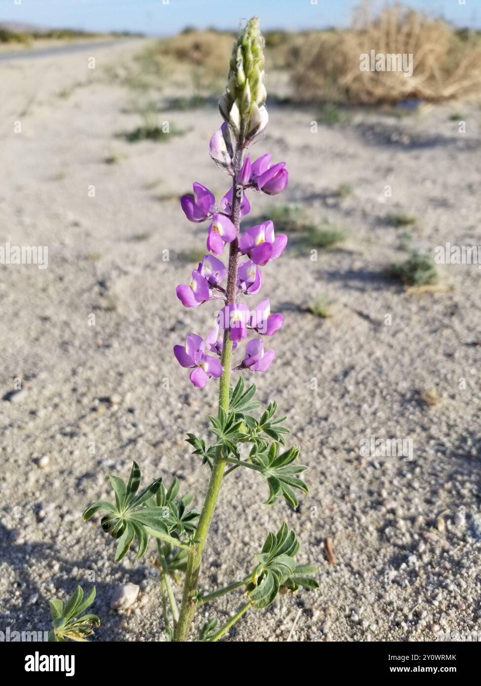 Arizona lupine (Lupinus arizonicus) Plantae Stock Photo - Alamy