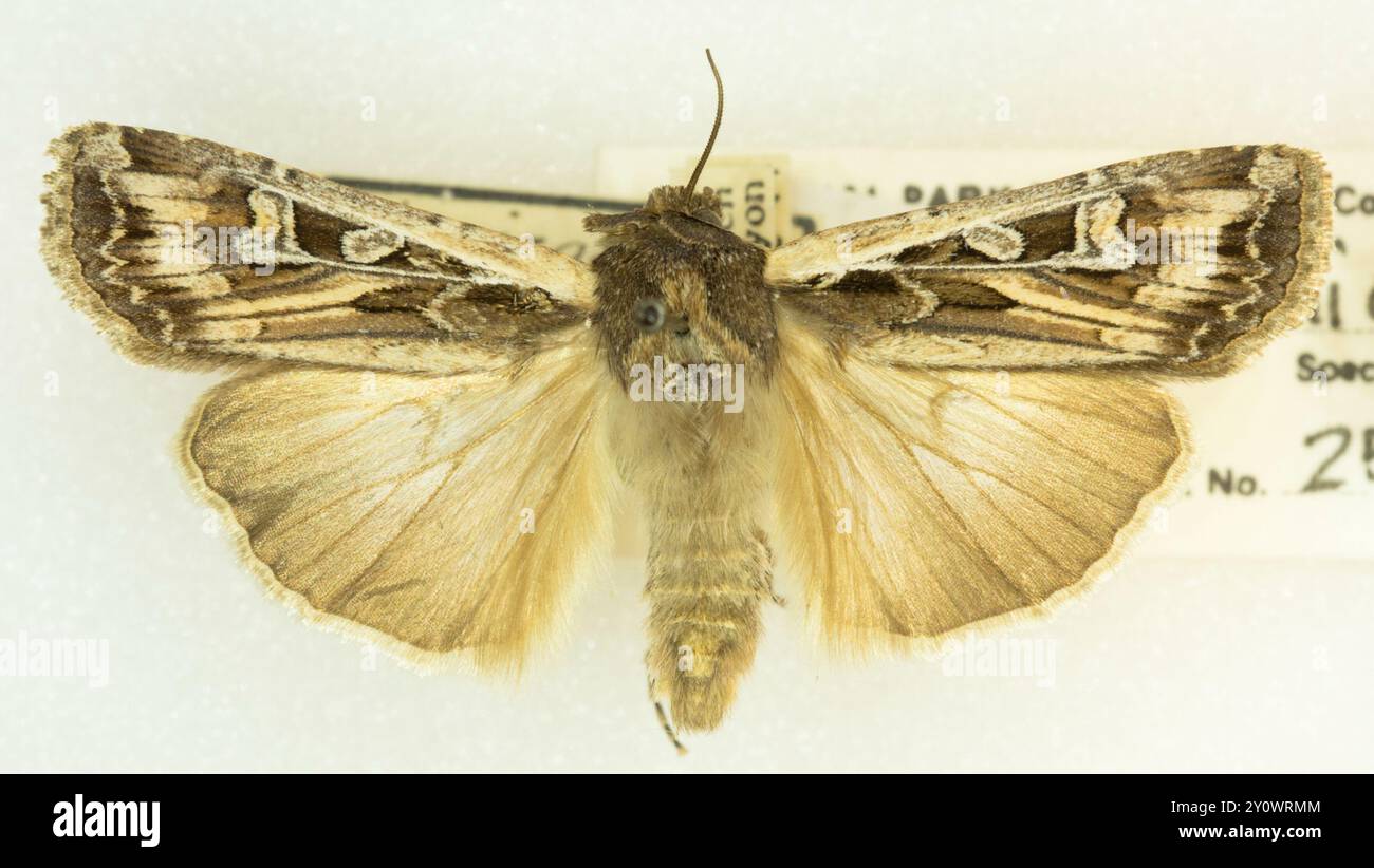 Army Cutworm Moth (Euxoa auxiliaris) Insecta Stock Photo - Alamy