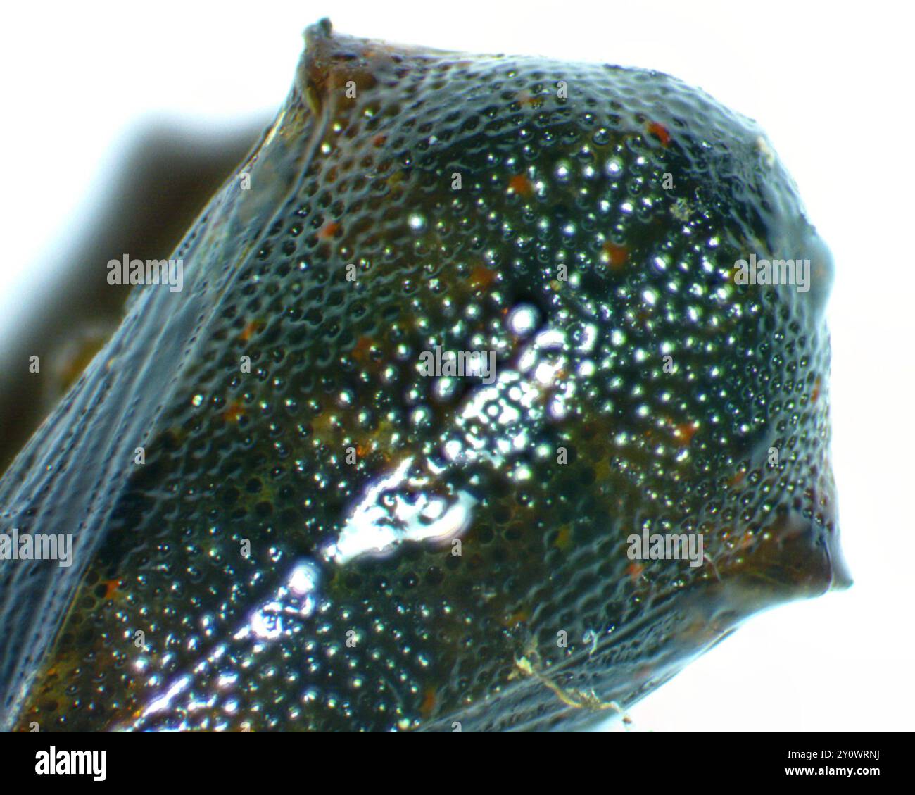 Oak Treehopper (Platycotis vittata) Insecta Stock Photo - Alamy