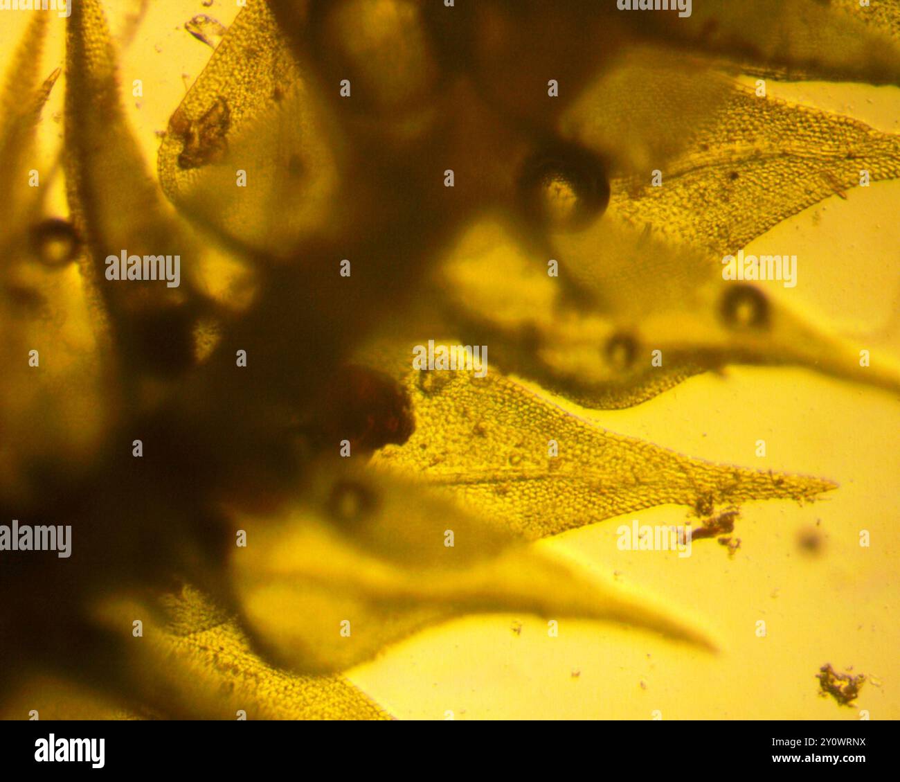 tangled thread moss (Hygroamblystegium varium) Plantae Stock Photo - Alamy