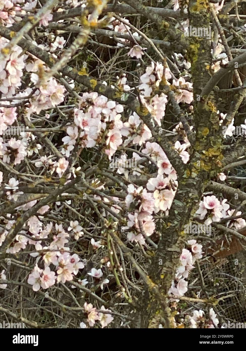 Almond (Prunus amygdalus) Plantae Stock Photo - Alamy