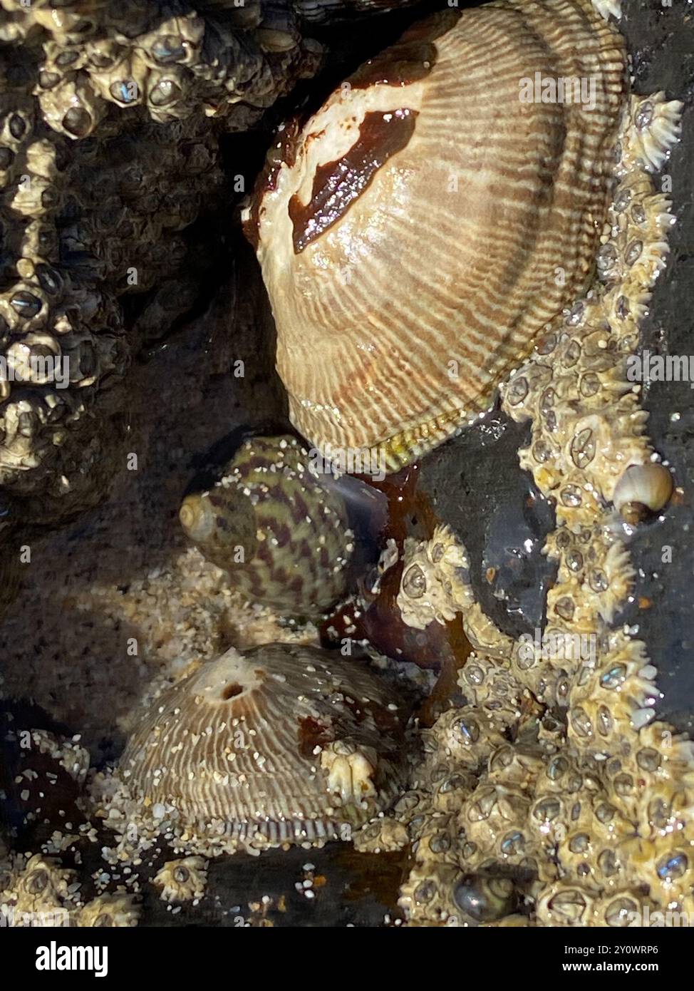 (Siphonaria pectinata) Mollusca Stock Photo - Alamy